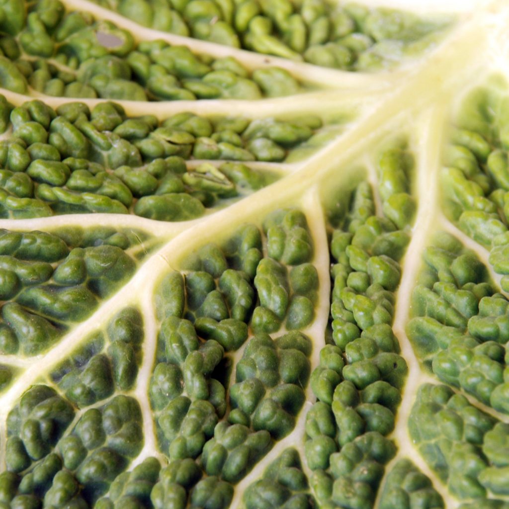 The Benefits of Eating Kale – FemSide